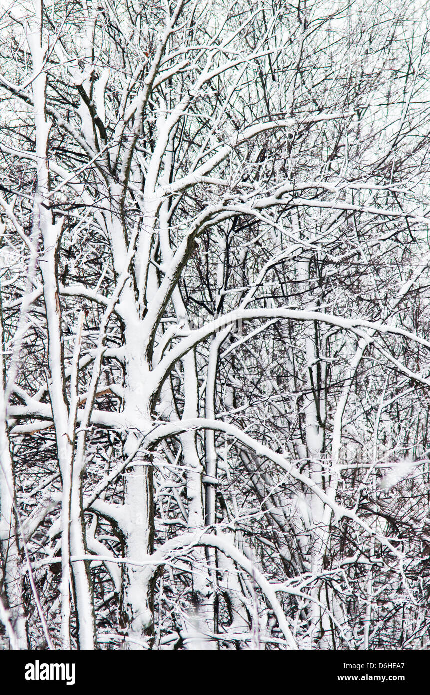 Winter forest abstract landscape in Quebec-Canada Stock Photo - Alamy