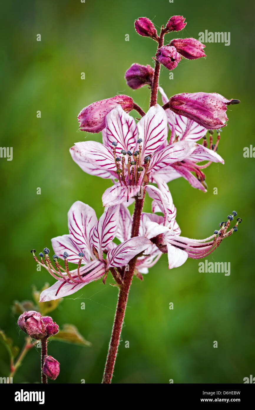 Beautiful flower in the springtime (Dictamnus albus Stock Photo - Alamy