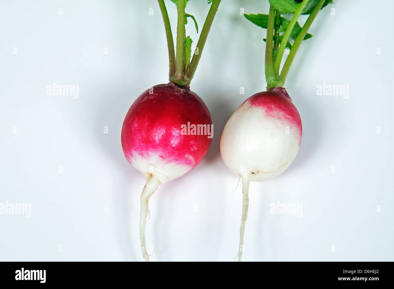 Red Head Radish against a white background Stock Photo - Alamy
