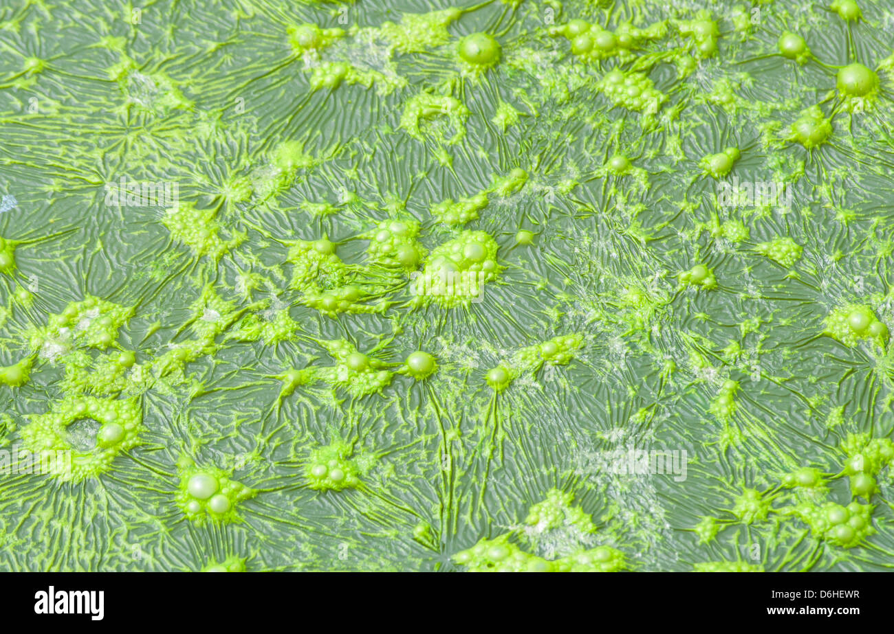 The polluted water were covered with film and algae Stock Photo - Alamy