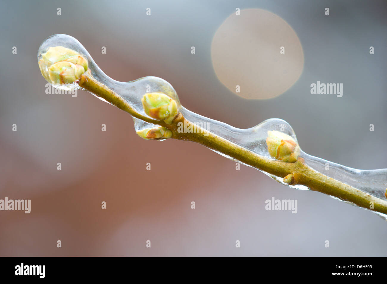 Early ice storm hi-res stock photography and images - Alamy