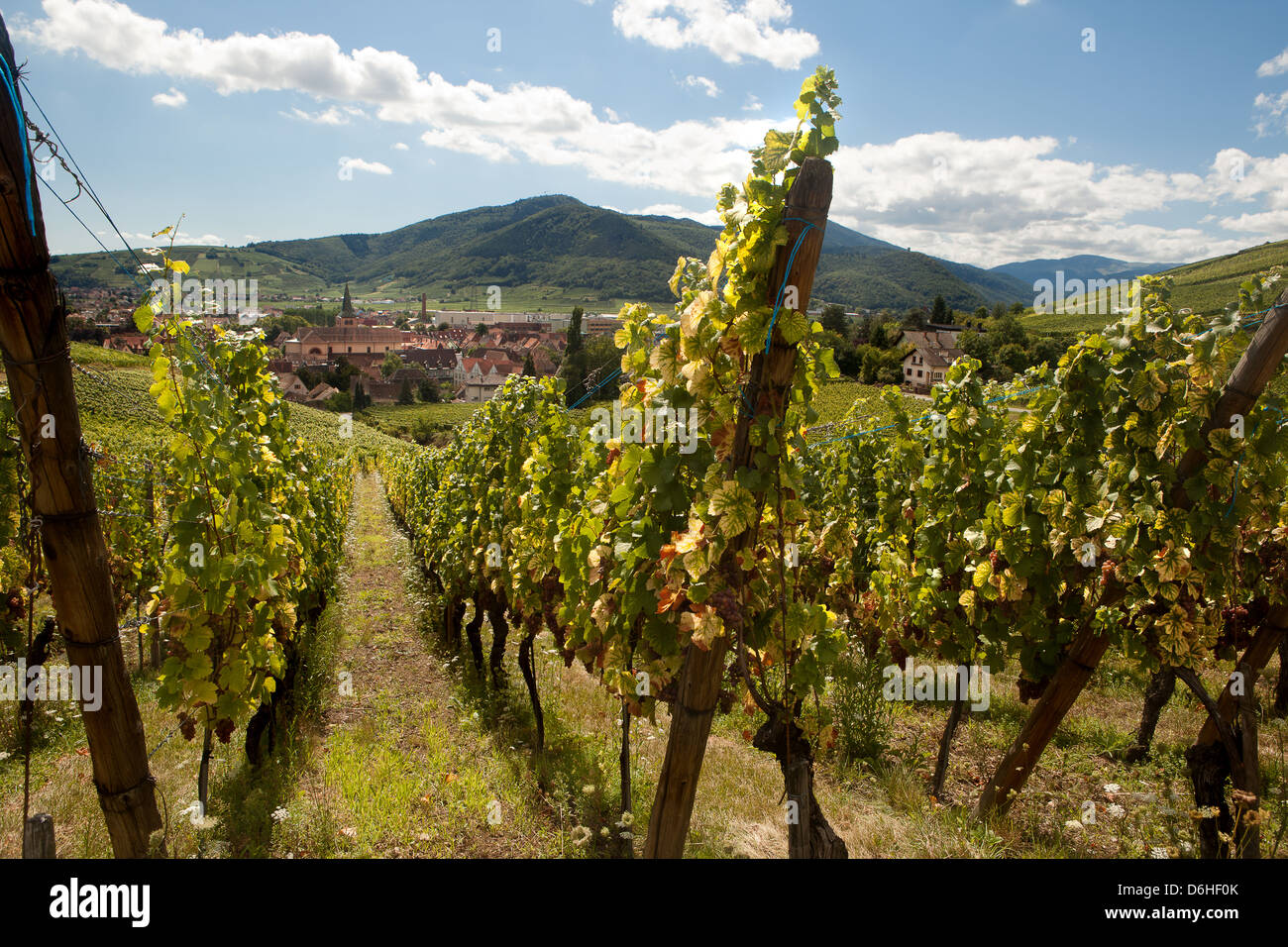 View from the famous wine route in the Alsace region in France Stock ...