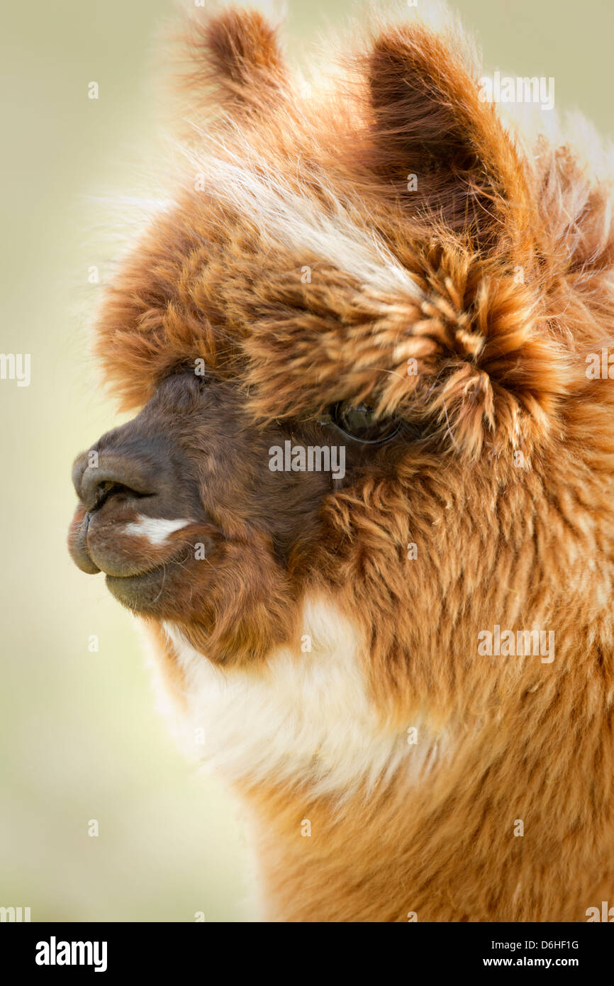 Livery farm hi-res stock photography and images - Alamy