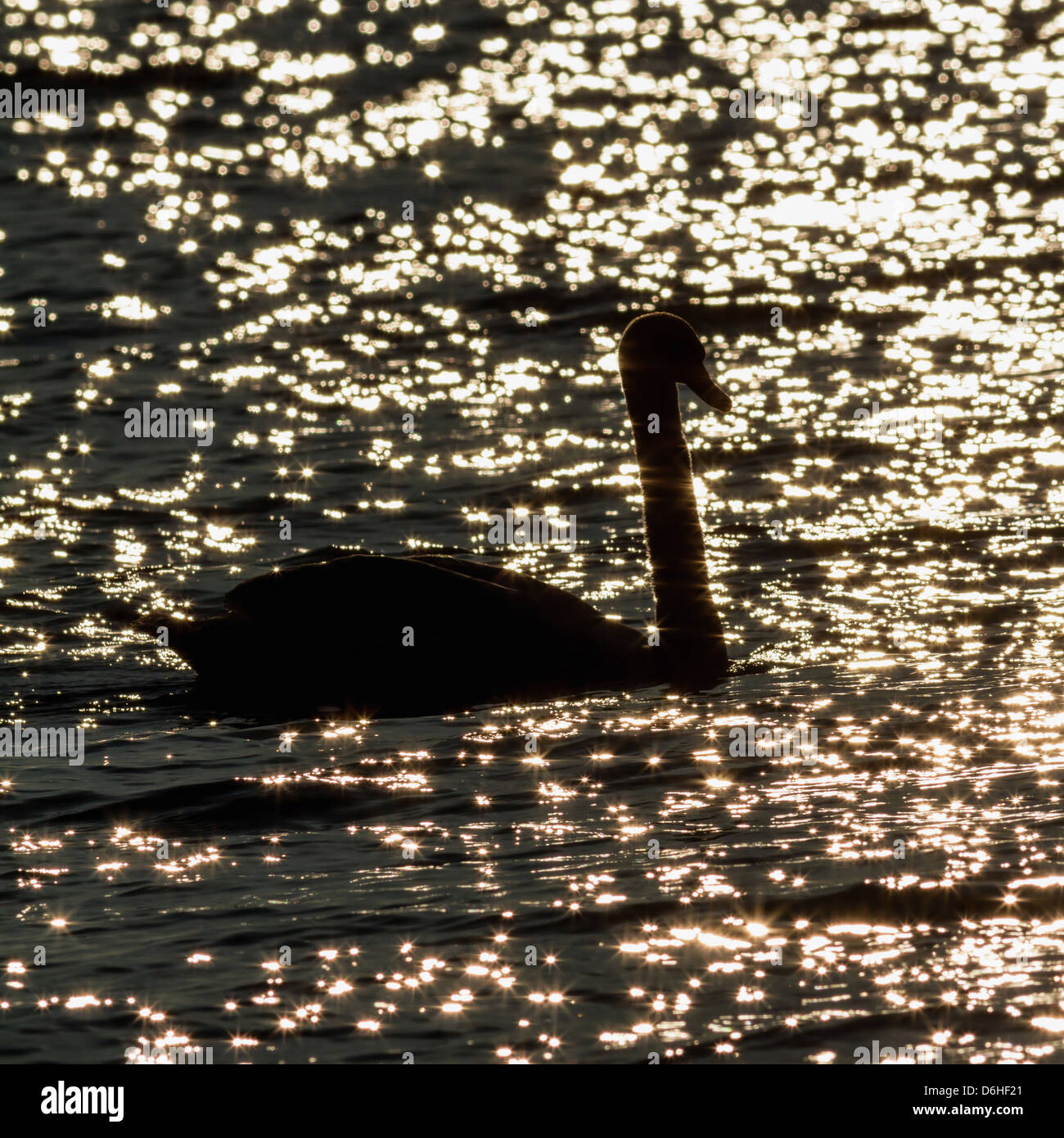 One swan swimming in a golden lake Stock Photo - Alamy
