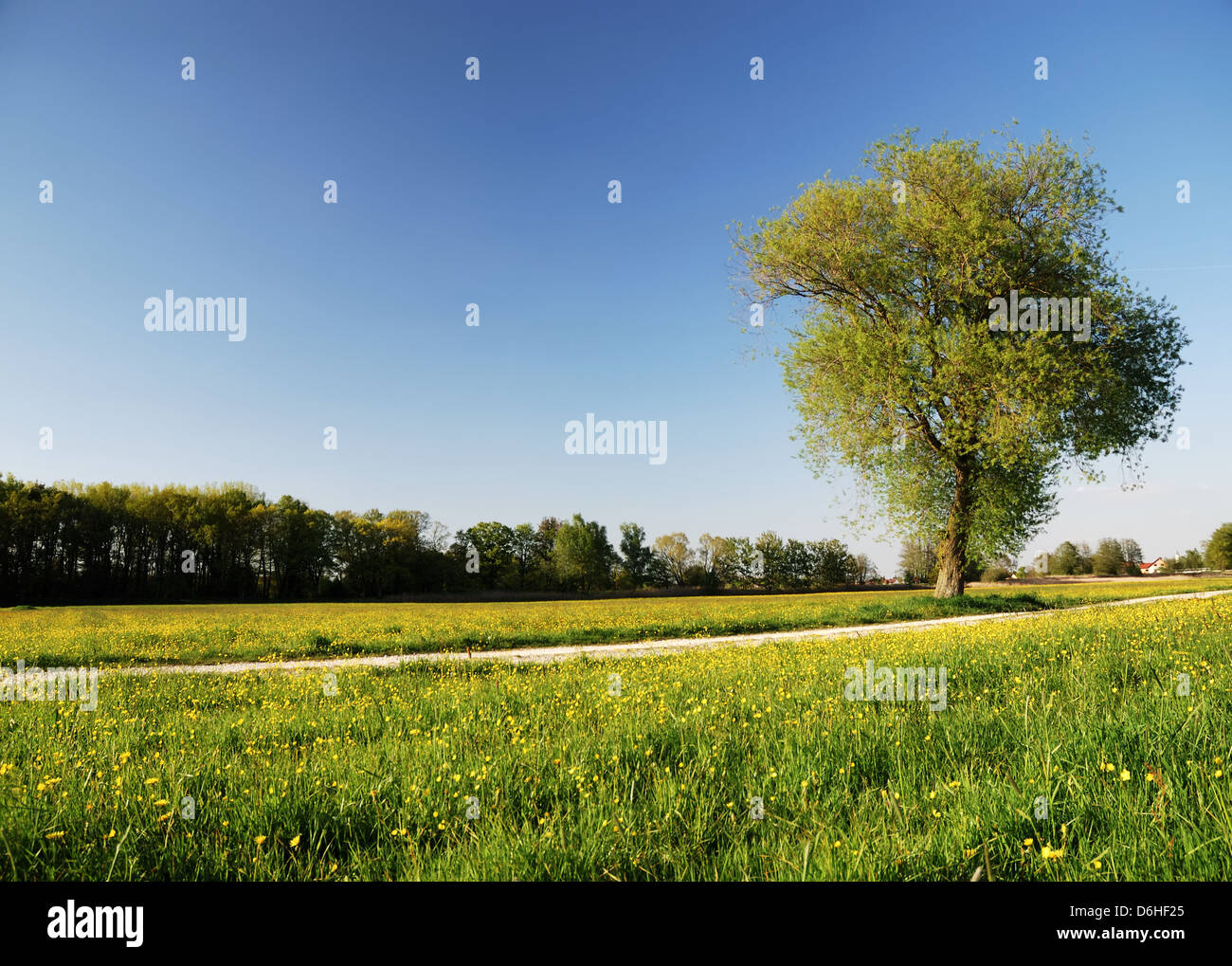 Tree in a summer landscape in Bavria (Germany Stock Photo - Alamy