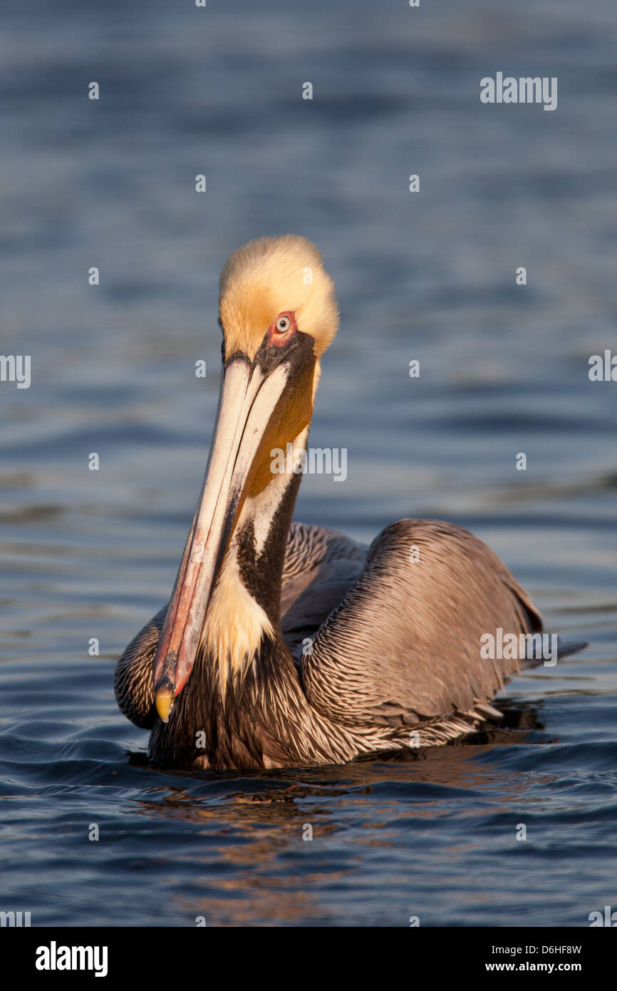 Sleeping pelican hi-res stock photography and images - Alamy