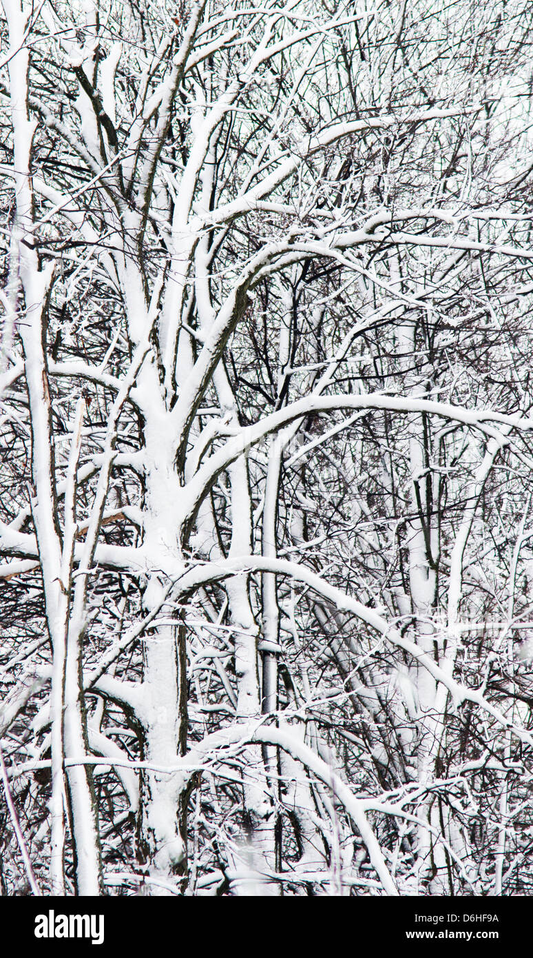 Canada landscape trees hi-res stock photography and images - Alamy