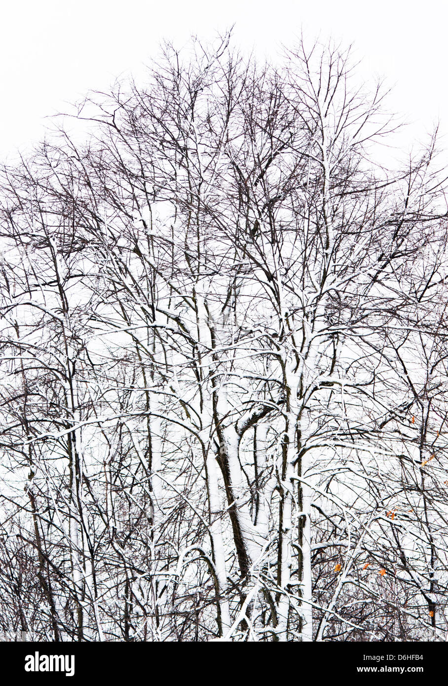 Canada landscape trees hi-res stock photography and images - Alamy
