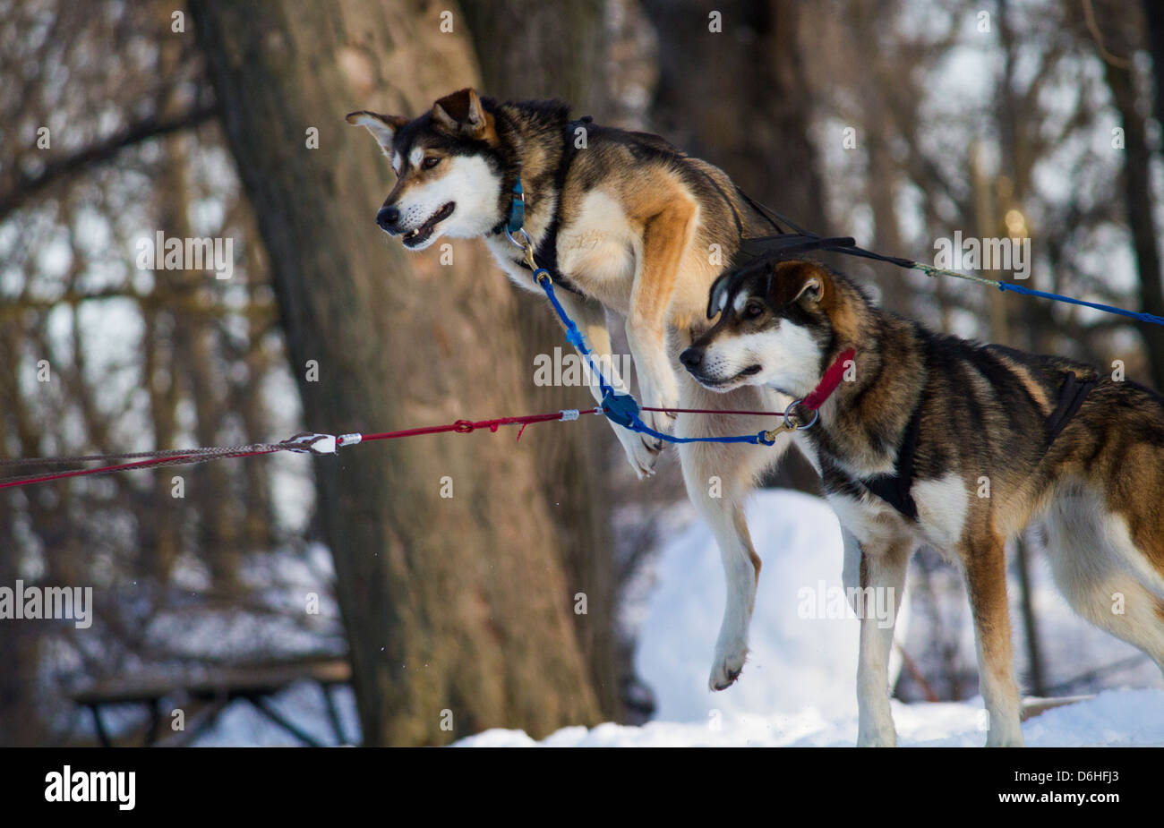 Enthusiastic team of dogs in a dog sledding race Stock Photo - Alamy