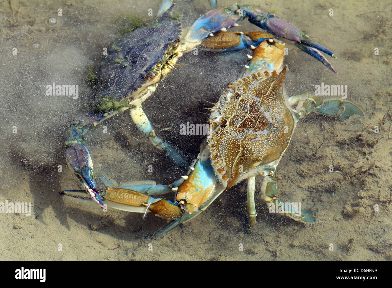 Blue crab fight Stock Photo - Alamy