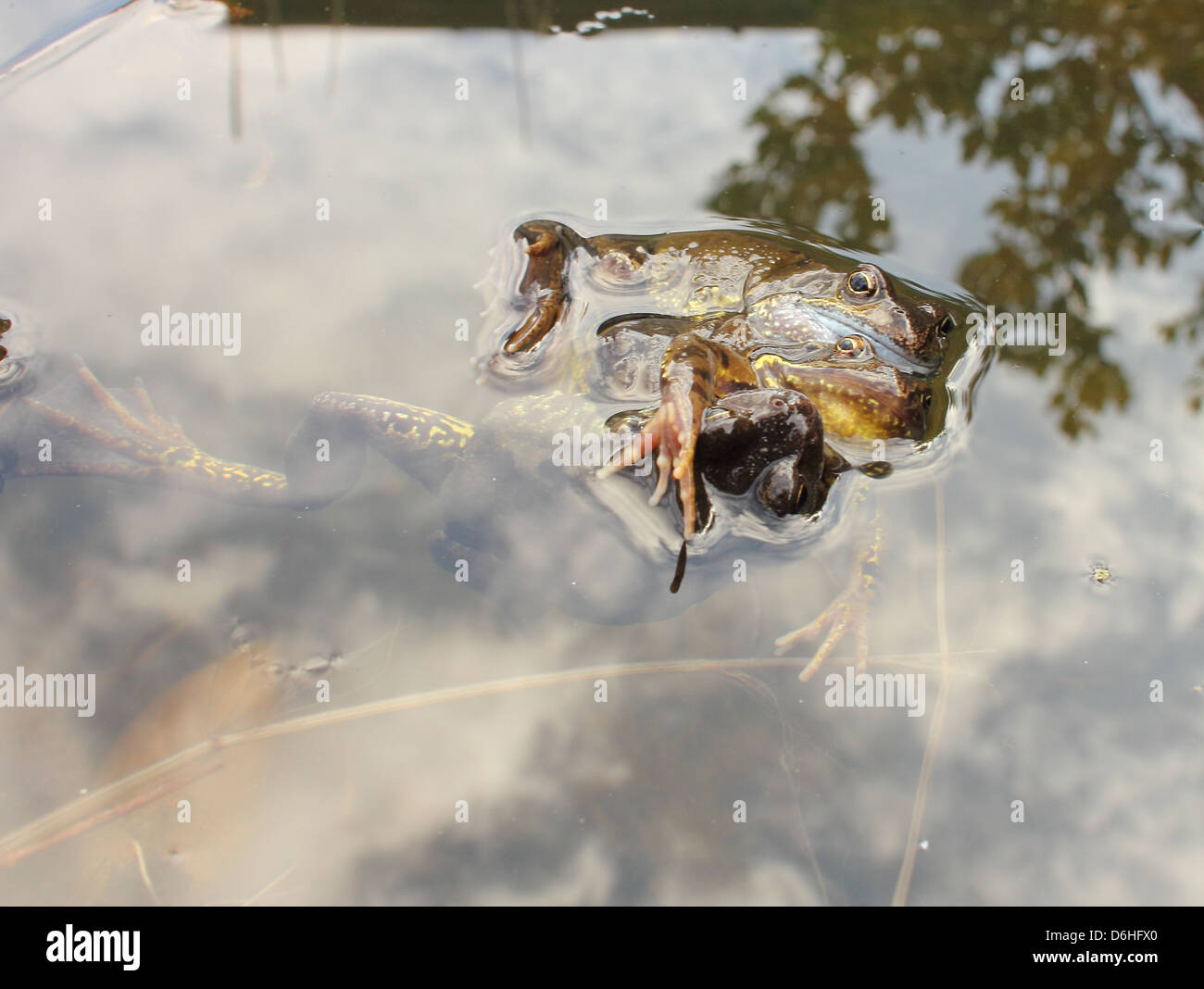 Frog-tangle in Spring Stock Photo - Alamy