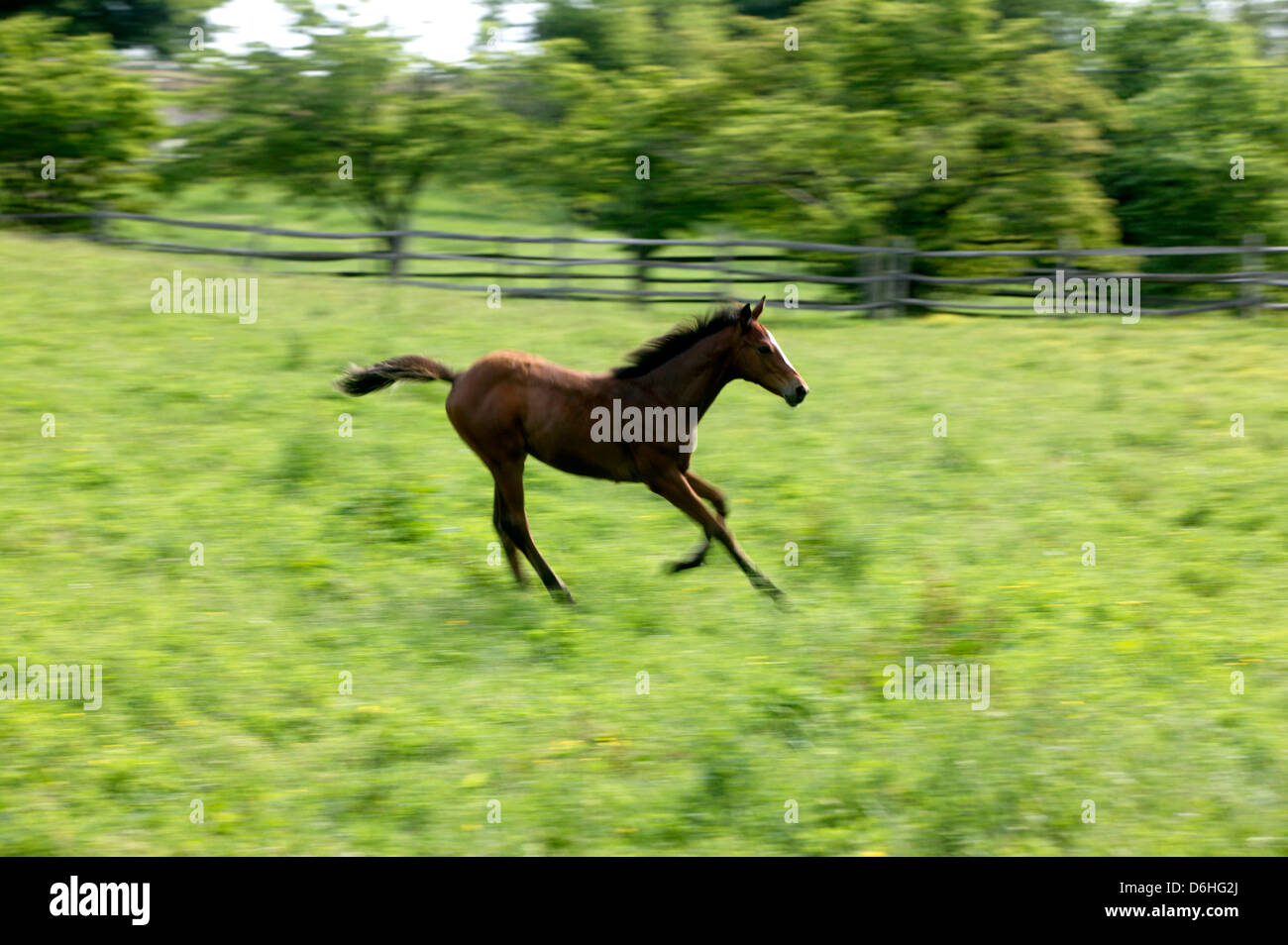 Pan blur action view of spirited colt running & playing on Thoroughbred ...