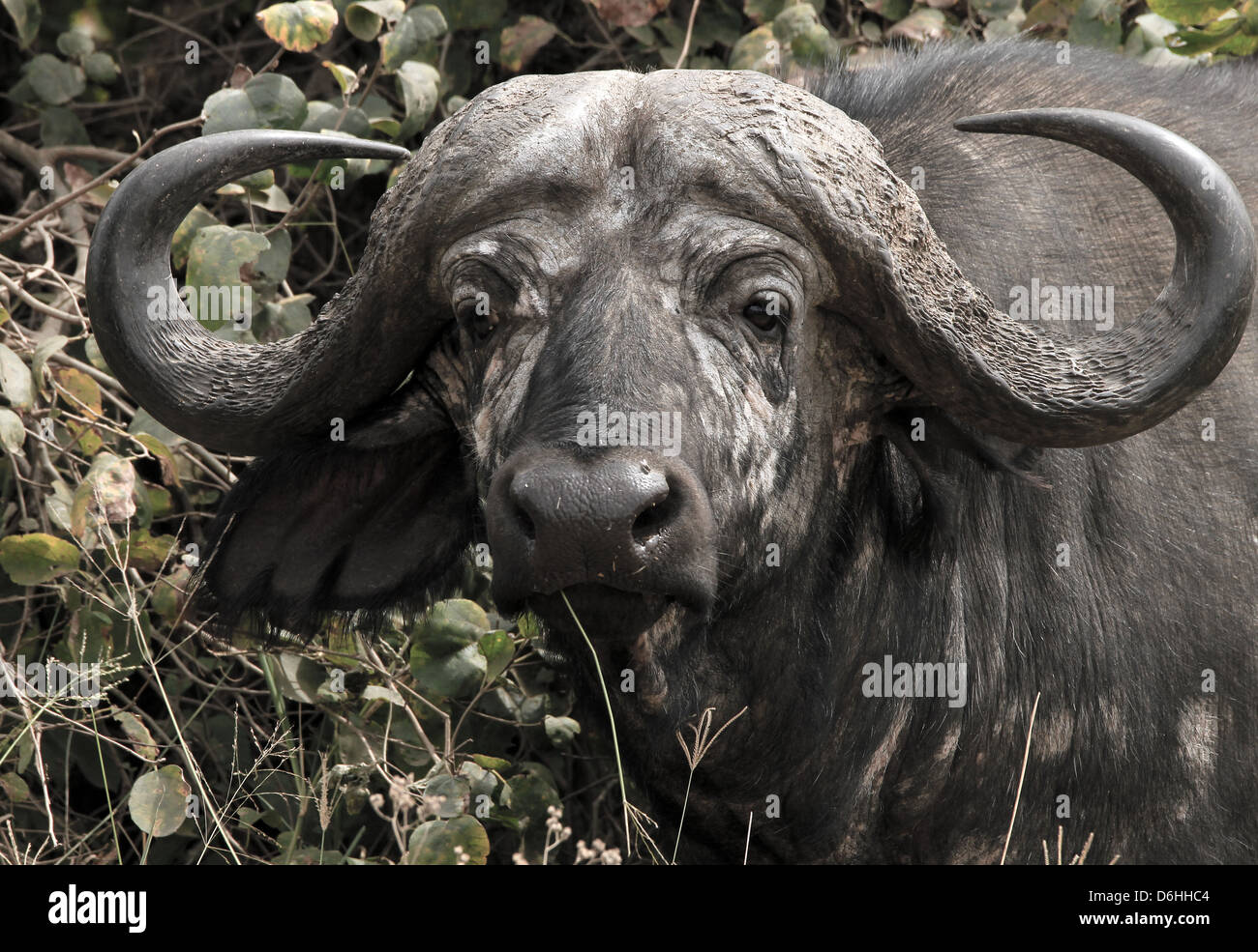 African buffalo photos hi-res stock photography and images - Alamy