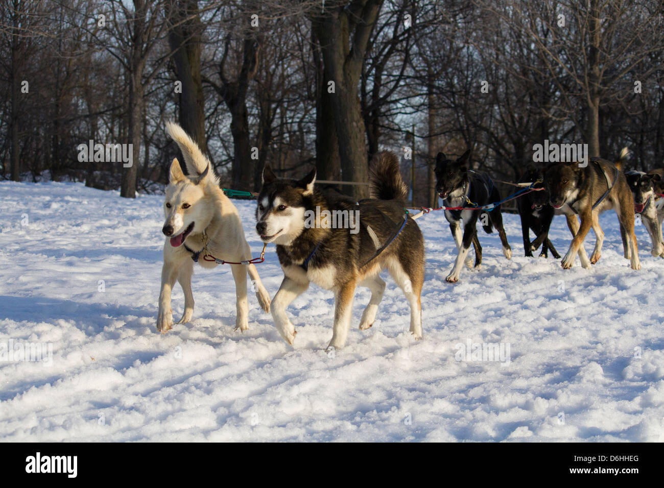 Enthusiastic team of dogs in a dog sledding race Stock Photo - Alamy