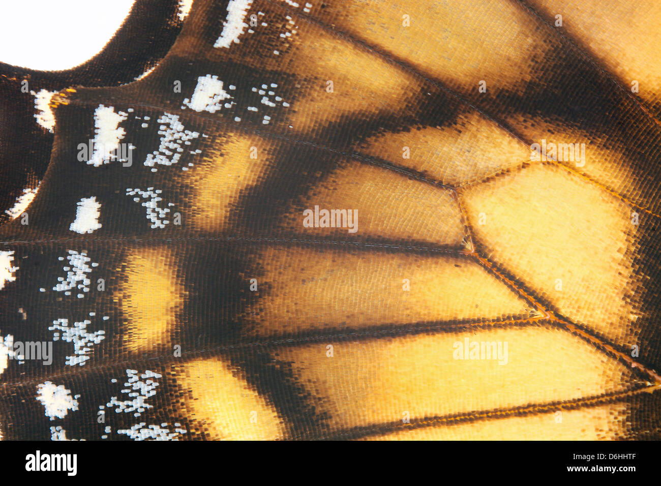 Wings of butterfly Stock Photo - Alamy