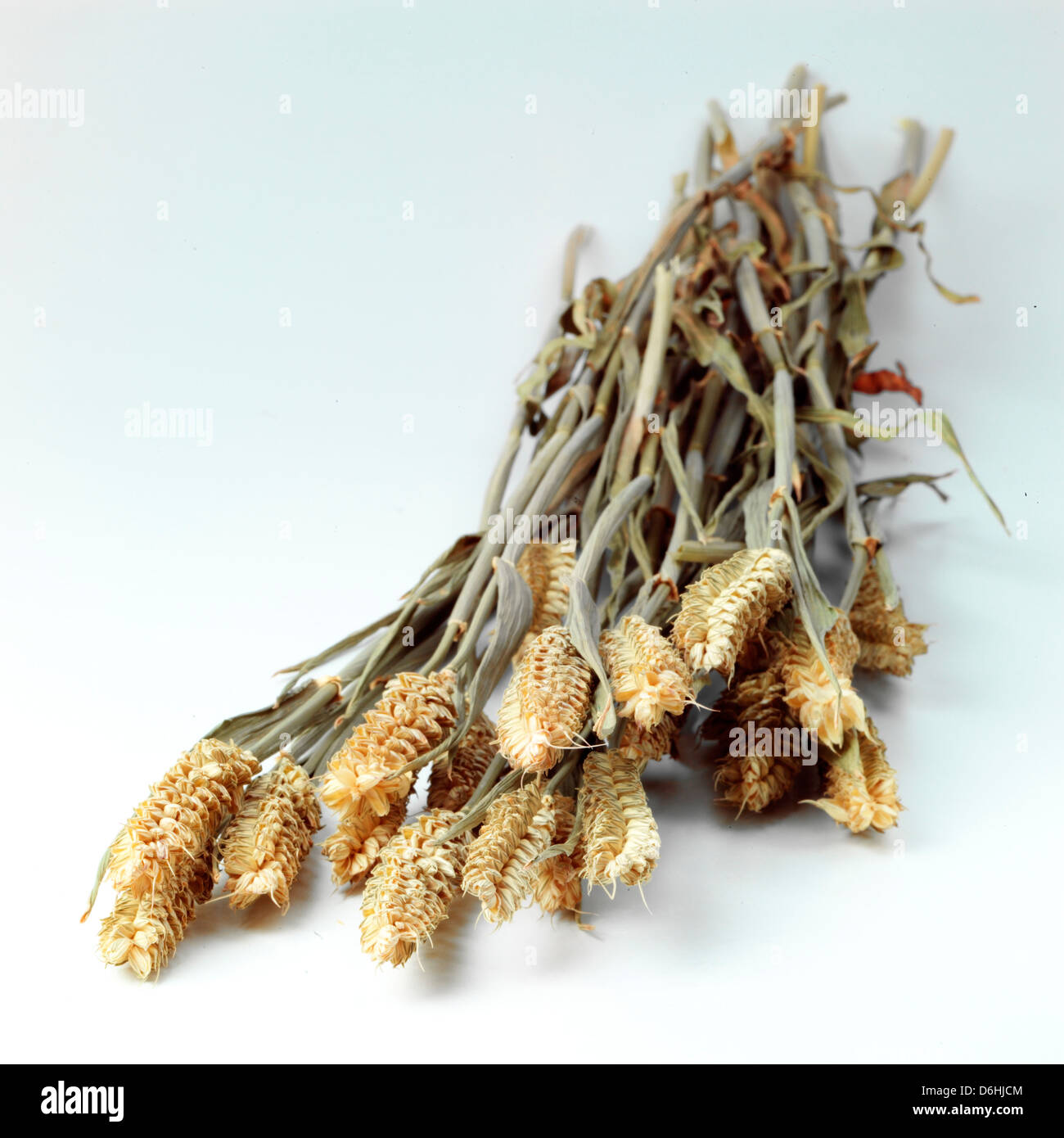 Wheat ears photos hi-res stock photography and images - Alamy