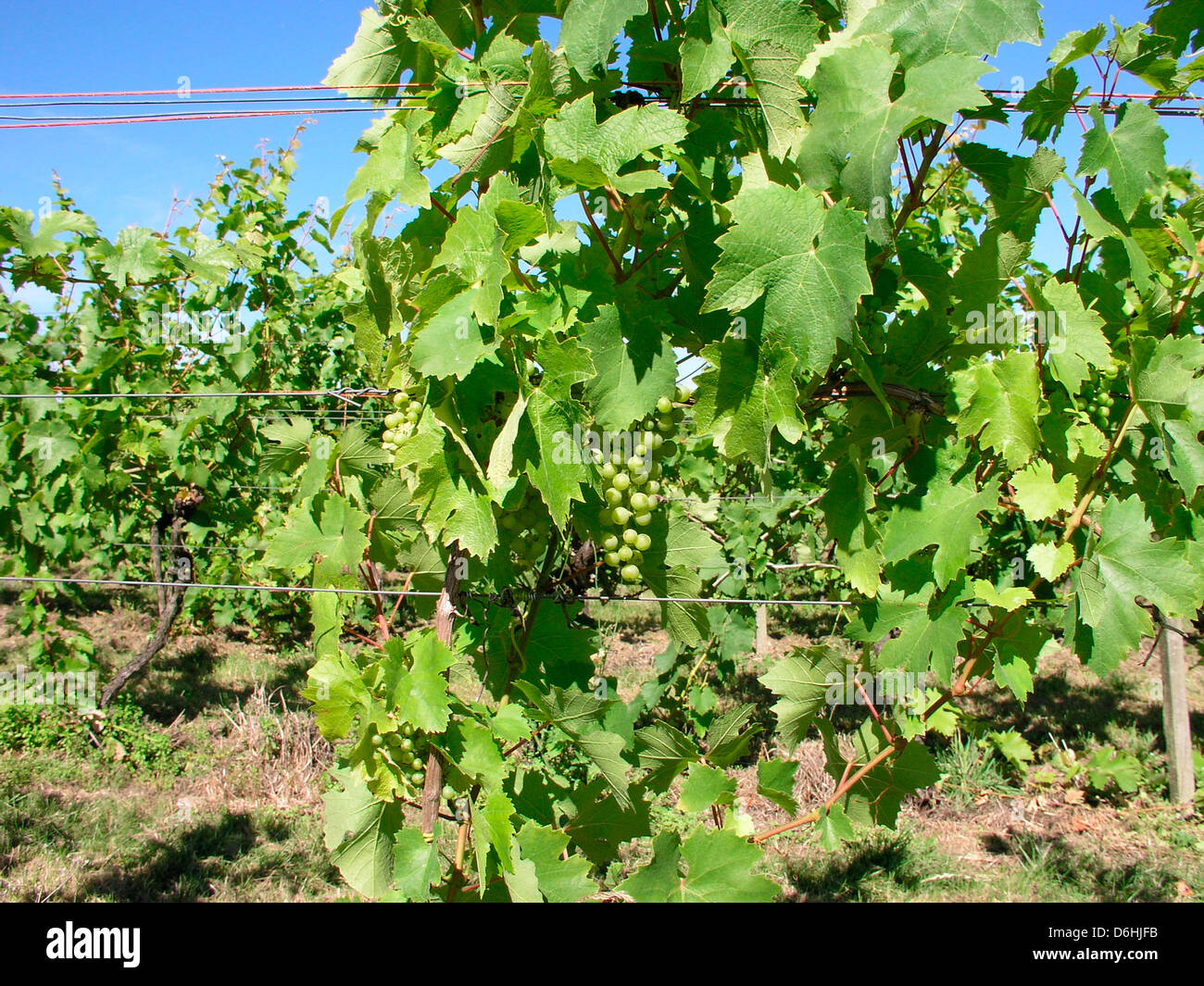 White grape photos hi-res stock photography and images - Alamy