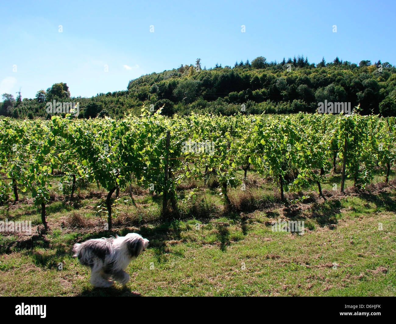 Vineyard early summer Stock Photo - Alamy