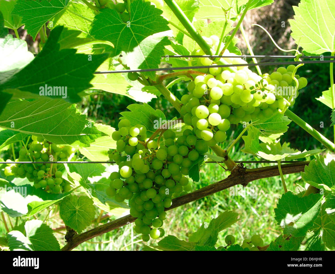 Bunch of grapes Stock Photo - Alamy
