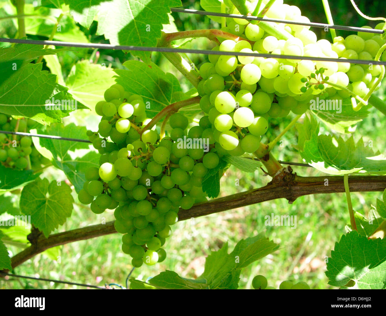 Bunch of grapes Stock Photo - Alamy