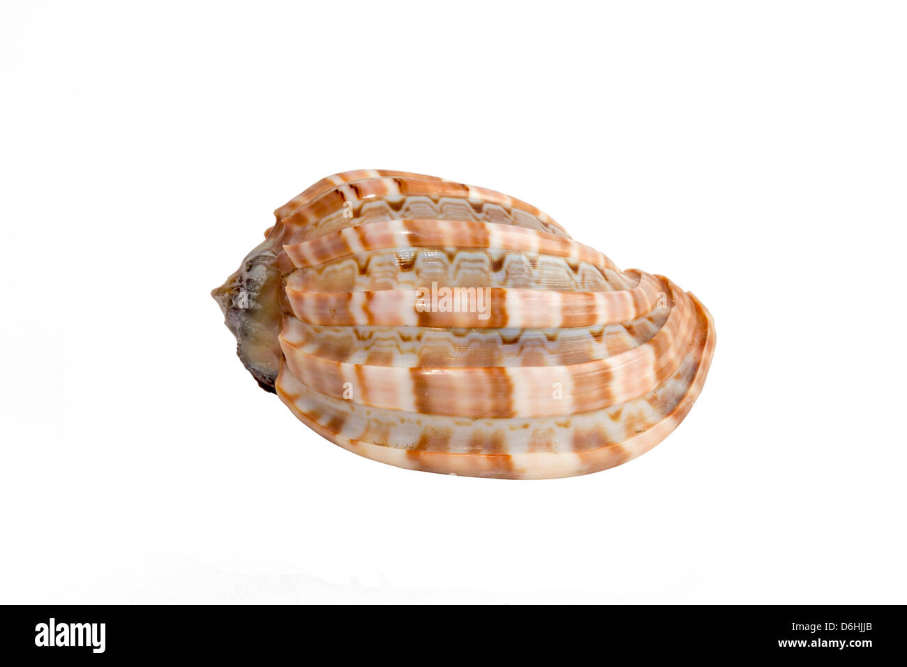 Shell life hi-res stock photography and images - Alamy
