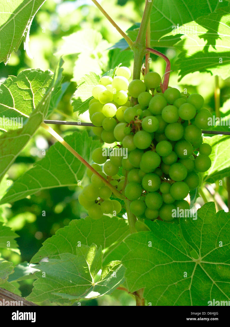 Bunch of grapes Stock Photo - Alamy