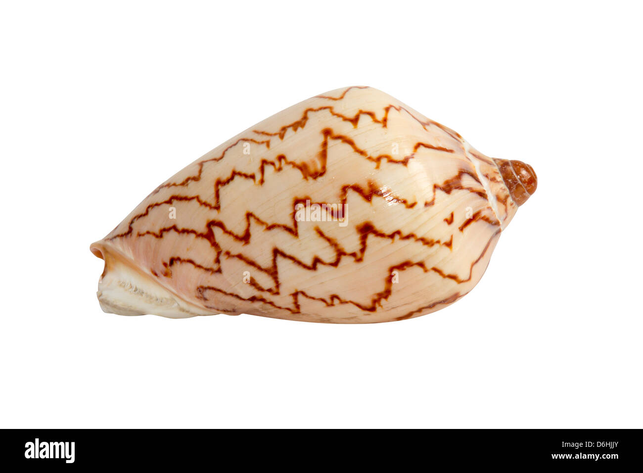 Sideview of brown sea shell isolated on white with clipping path Stock ...