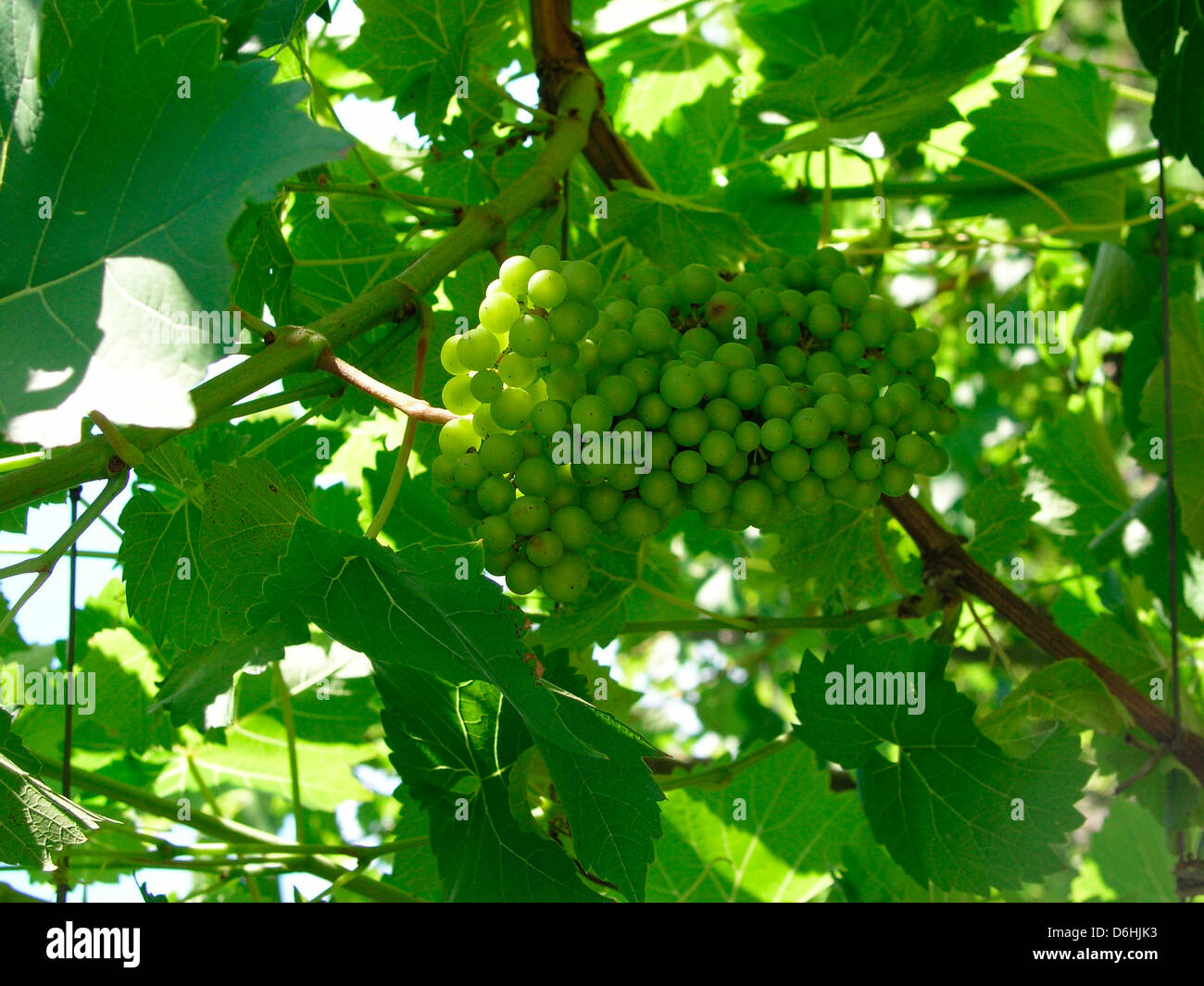 bunch of grapes Stock Photo - Alamy