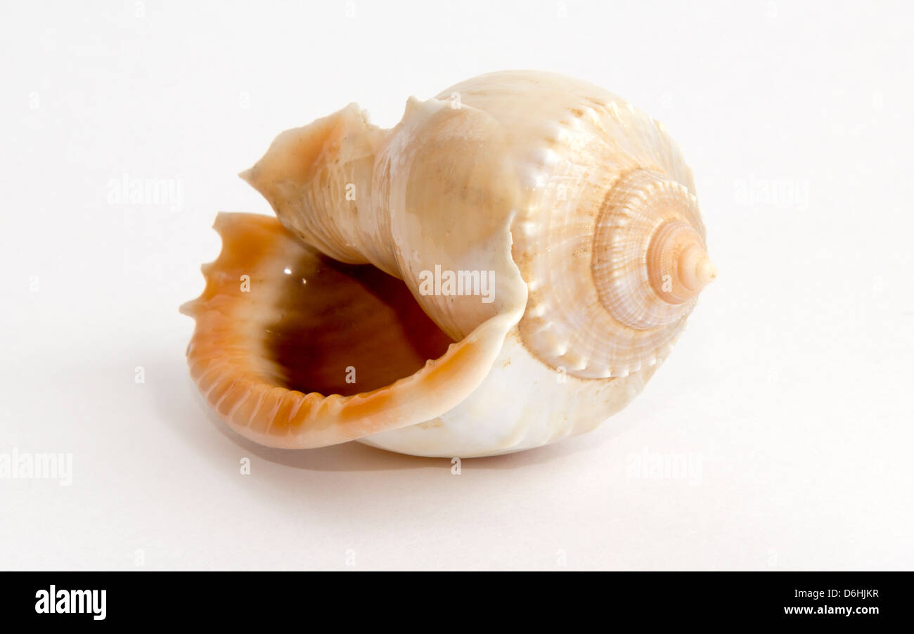 Sea shell on white background Stock Photo - Alamy