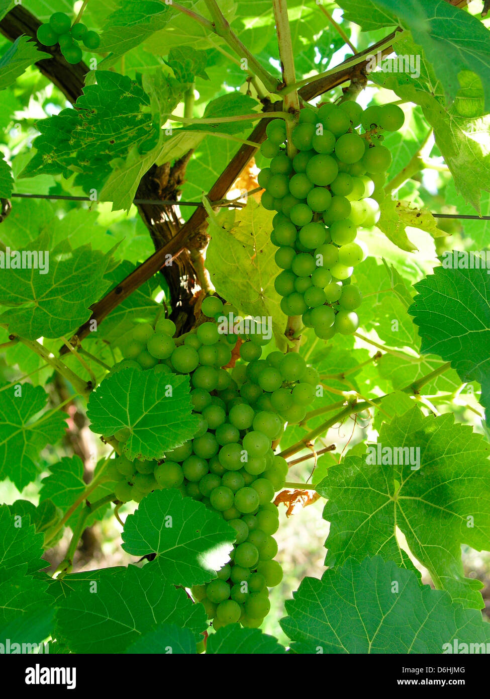 White grape photos hi-res stock photography and images - Alamy