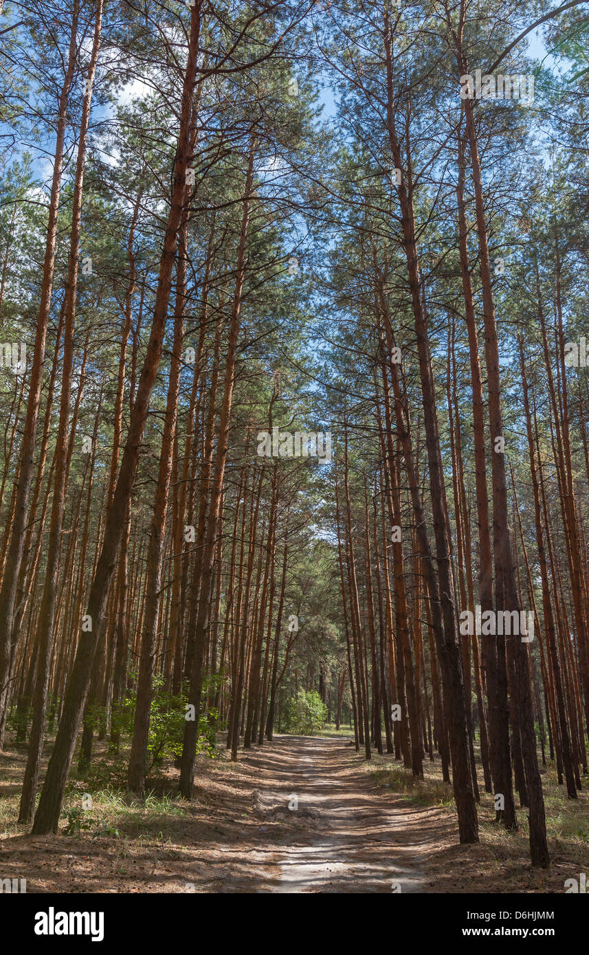 Tree trunks in pinewood landscape photo Stock Photo - Alamy