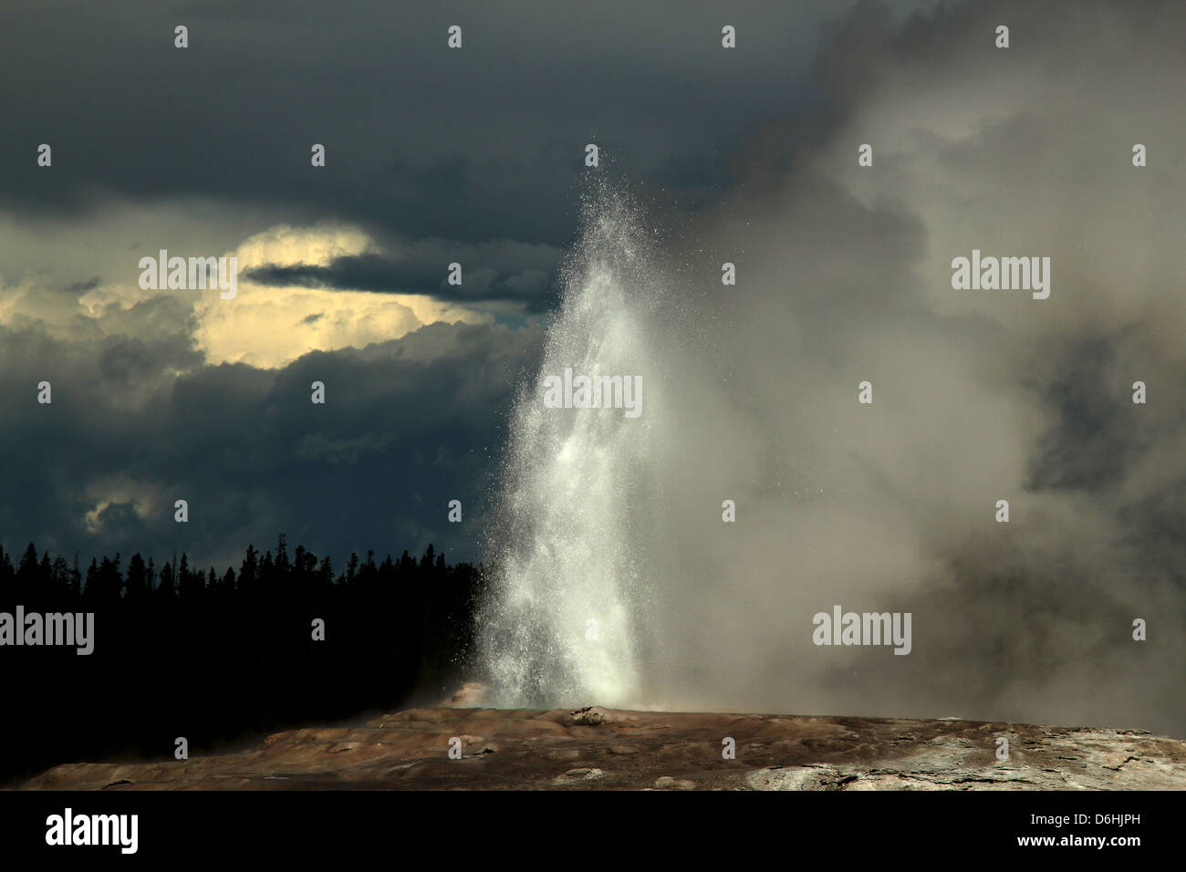 Old Faithful Erupting, Yellowstone, Wyoming, USA Stock Photo - Alamy