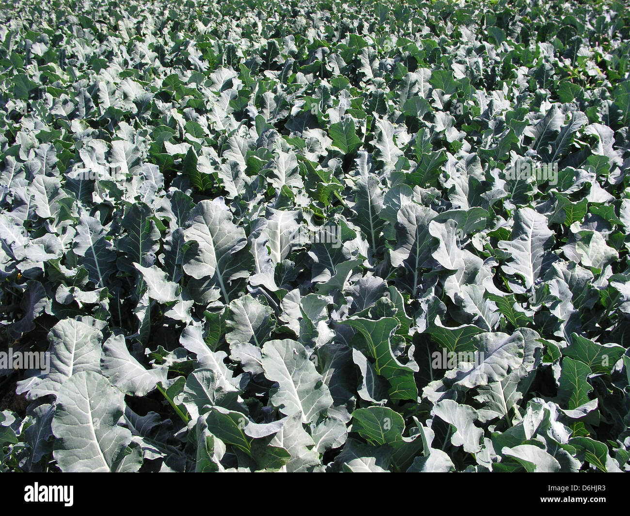 Field of broccoli Stock Photo - Alamy