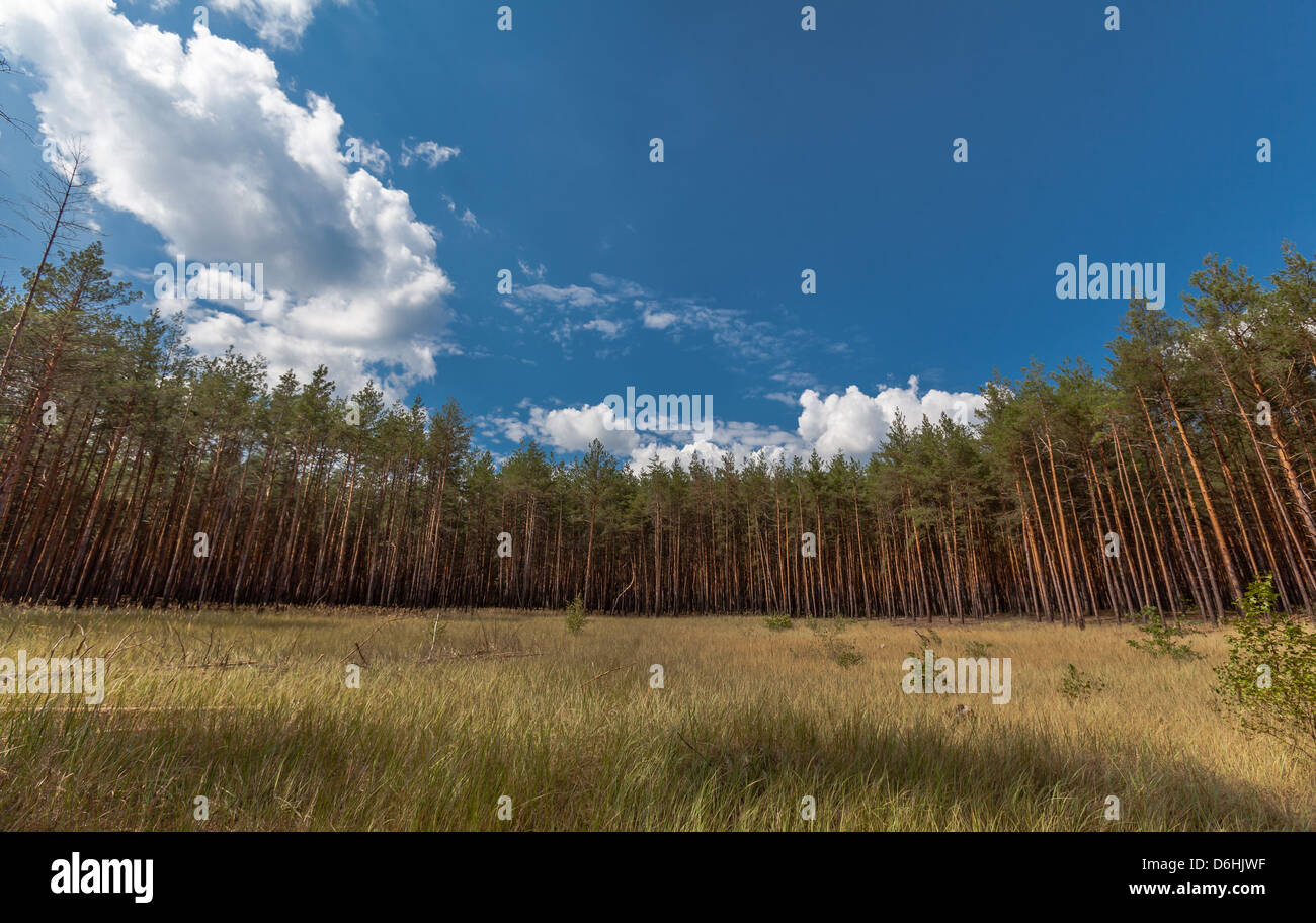 Wide panoramic photo of meadow in pinewood Stock Photo - Alamy