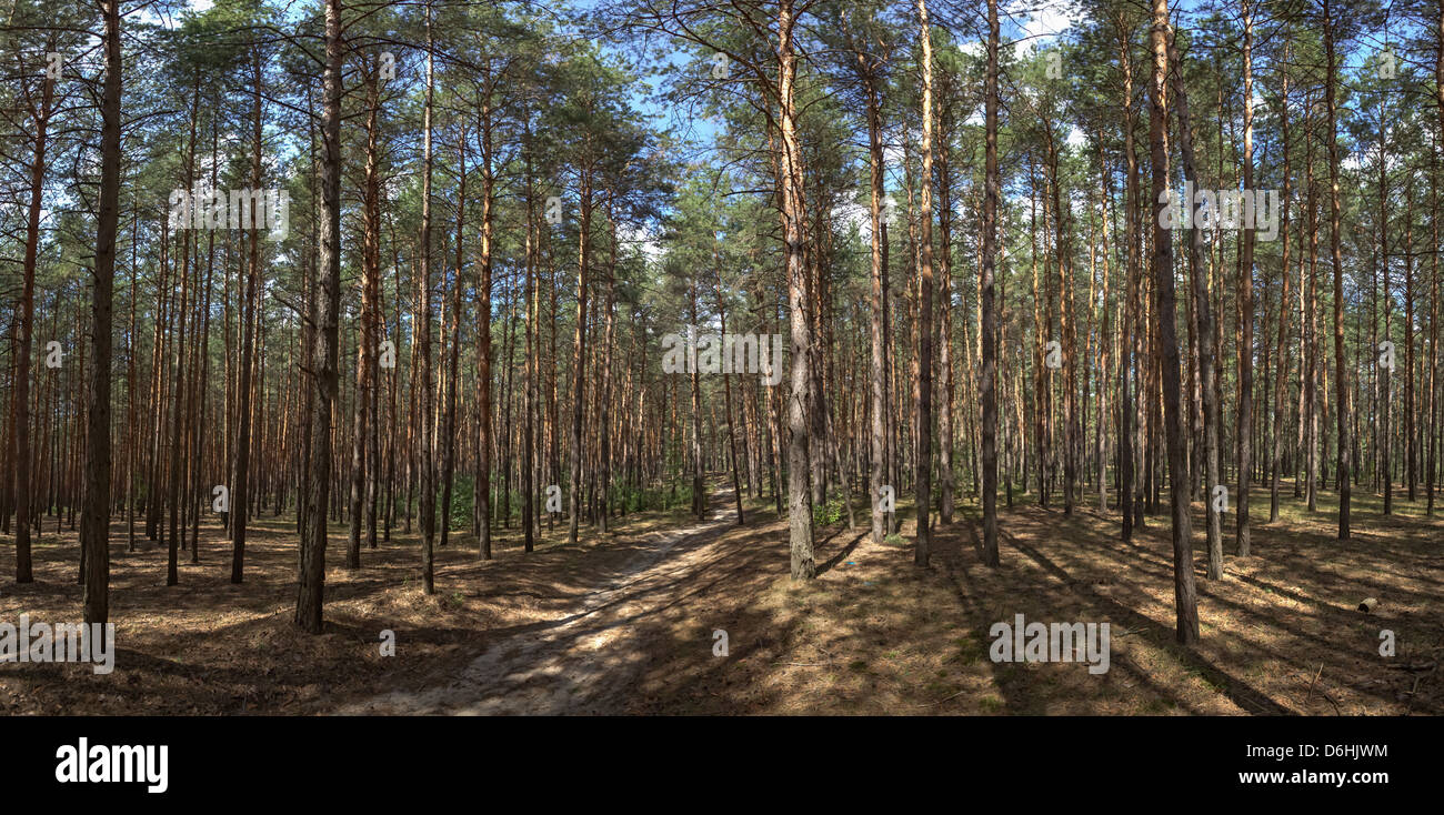 Panorama of tree trunks in pinewood, wide photo Stock Photo - Alamy