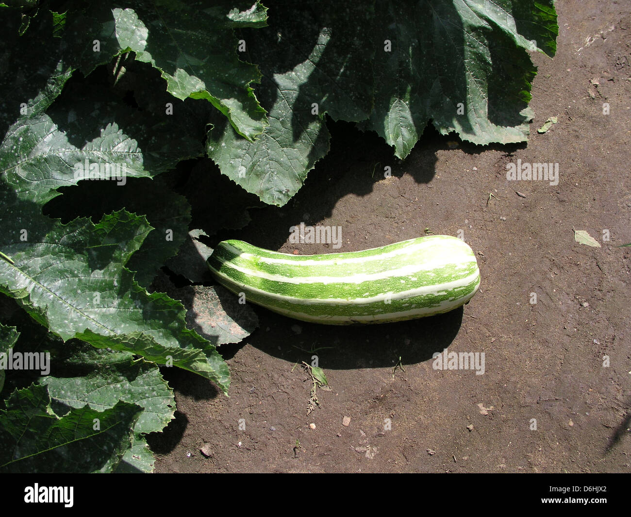 Growing marrow hi-res stock photography and images - Alamy