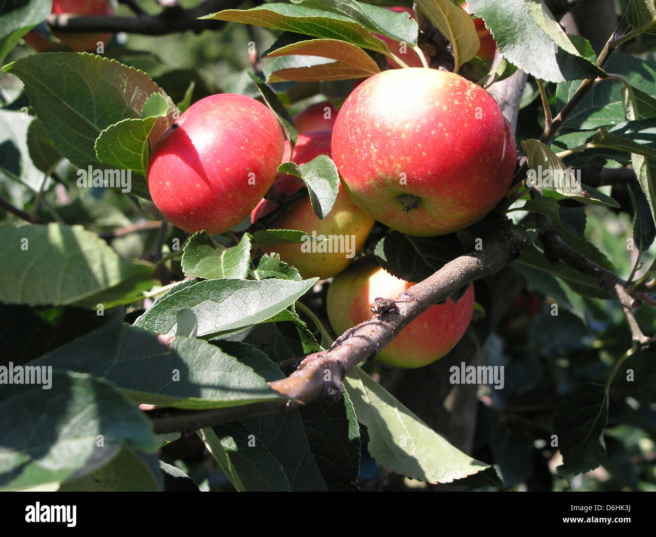 Apples growing on fruit hi-res stock photography and images - Alamy