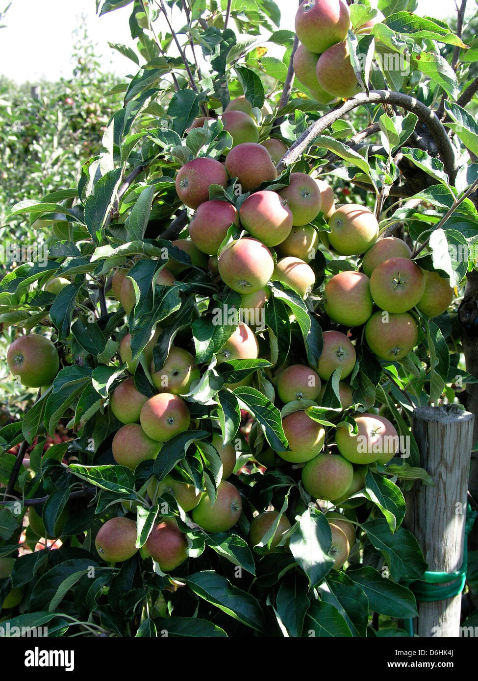 Apples in the tree growing hi-res stock photography and images - Alamy