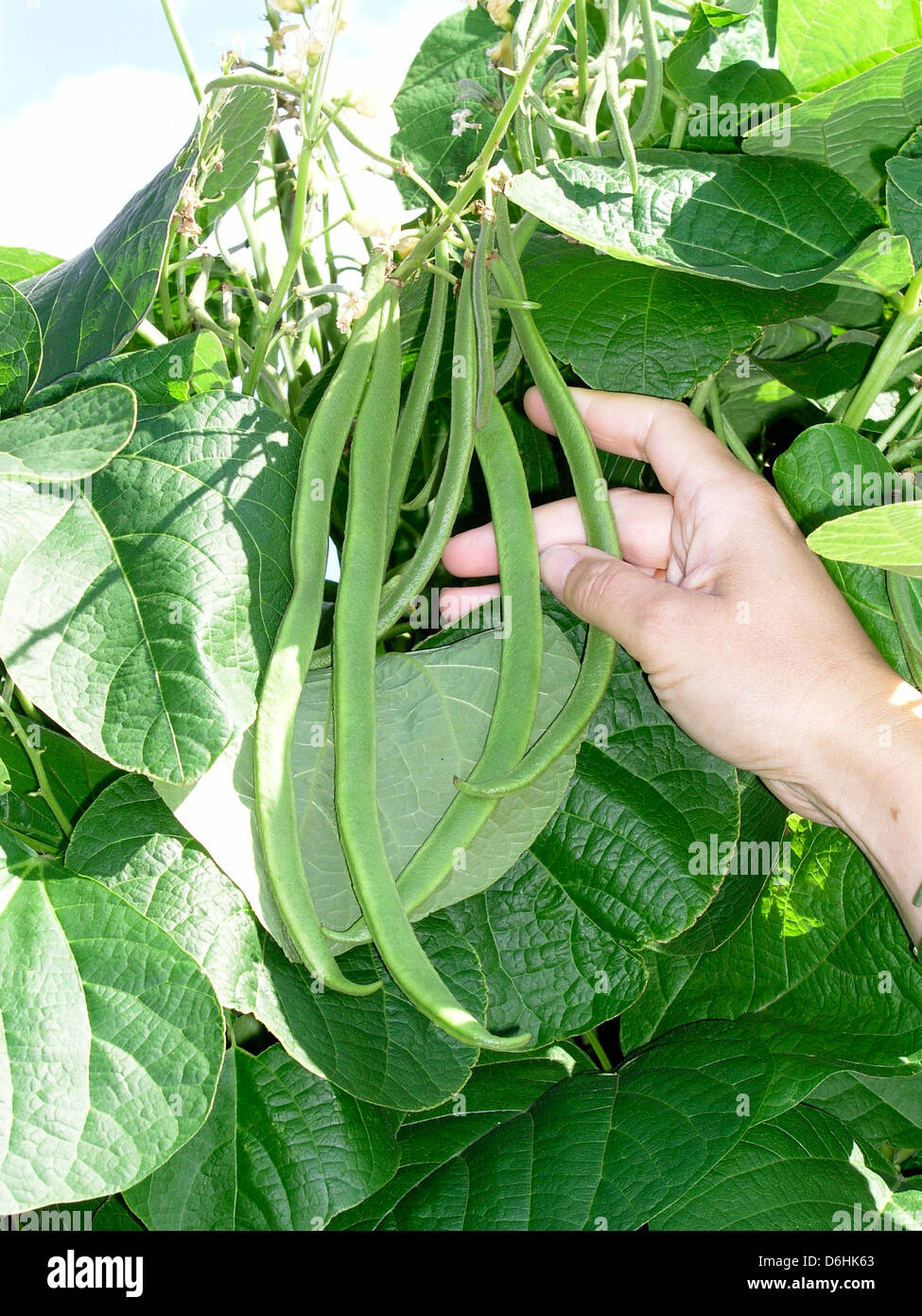 What Height Do Runner Beans Grow To at Kimberly Clifton blog