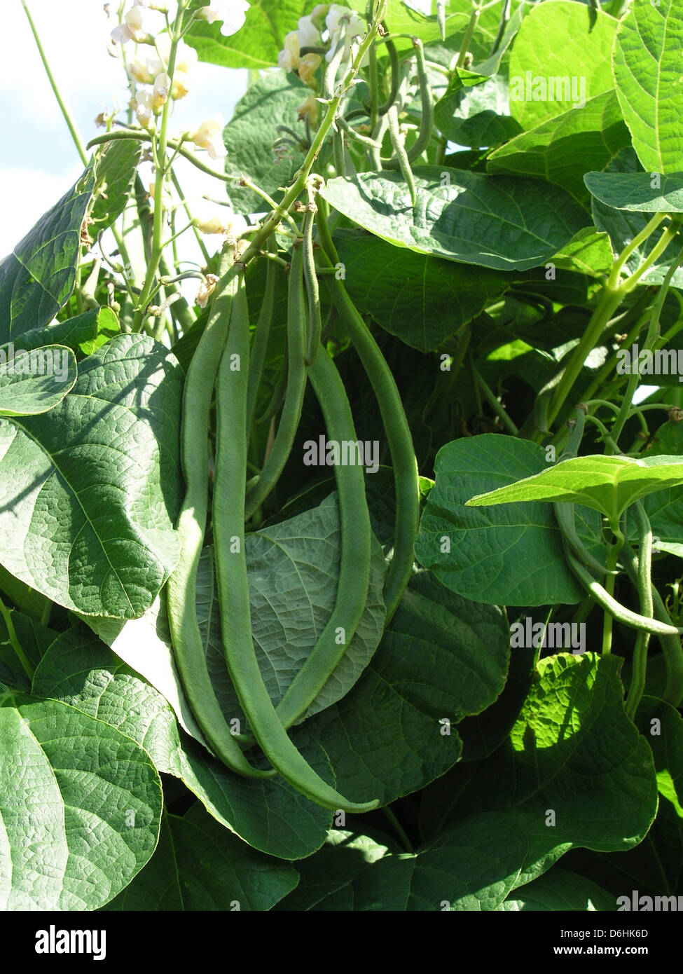 growing runner beans Stock Photo - Alamy
