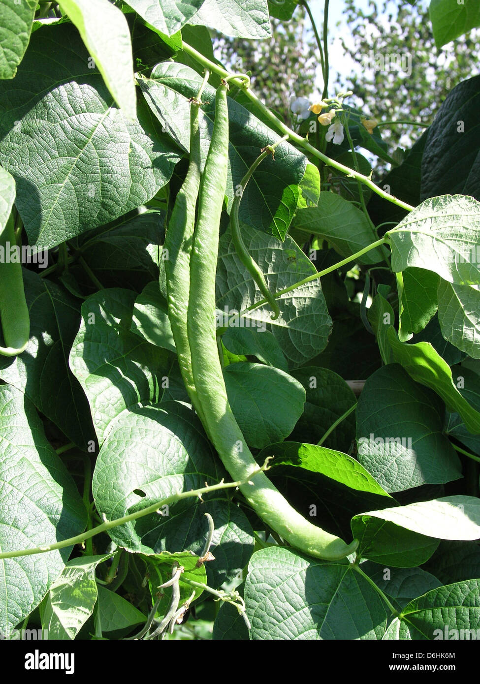 growing runner beans Stock Photo - Alamy
