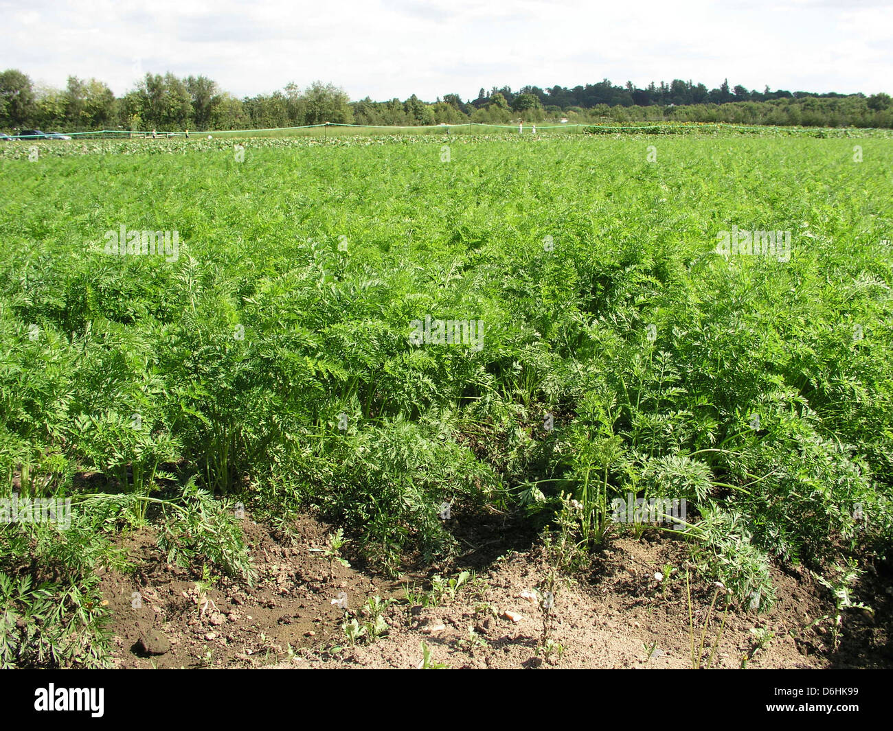 field of growing vegetables Stock Photo - Alamy