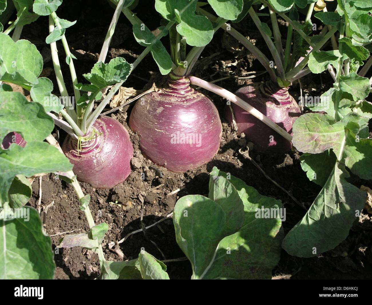 Turnips growing hi-res stock photography and images - Alamy