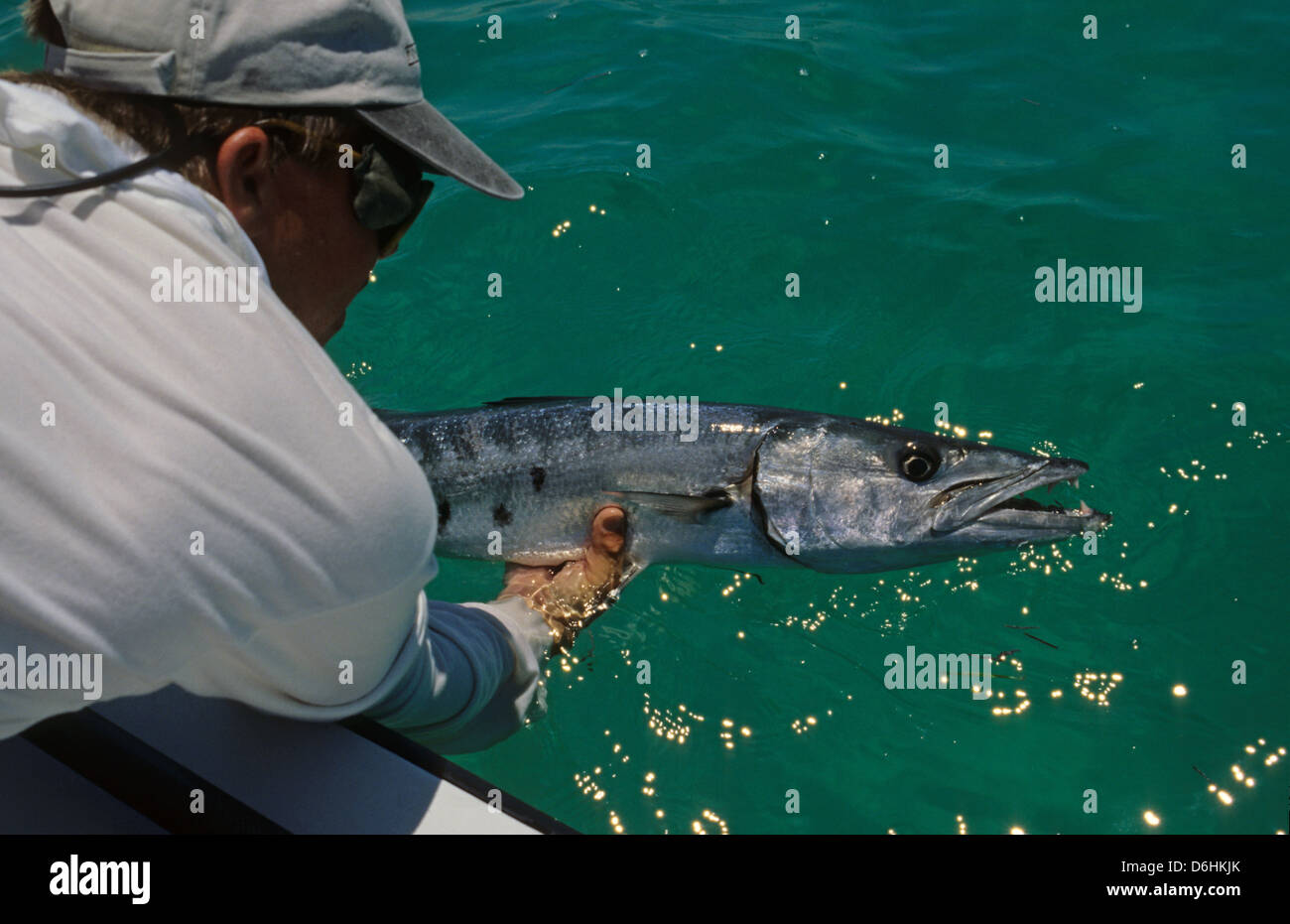 Fishing guide releasing a great barracuda (Sphyraena barracuda) in Key ...