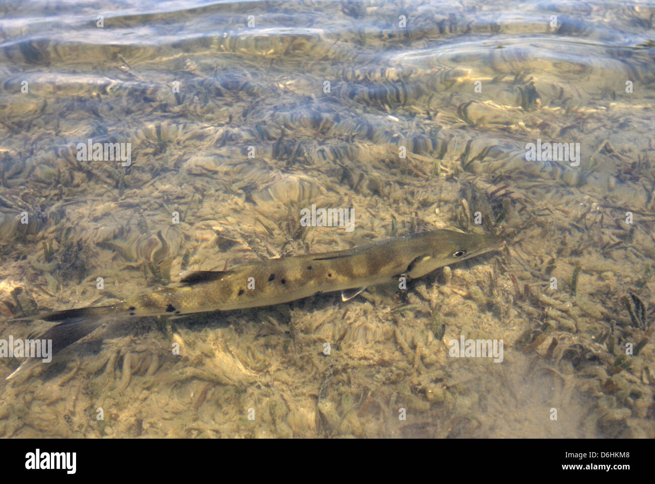 Baby Great Barracuda