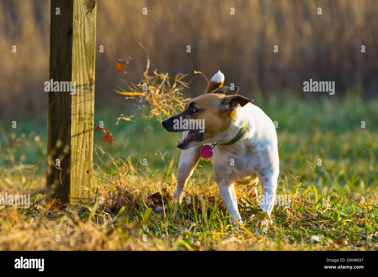 Jack Russell Terrier Making a Scrape after Urinating on Post Stock ...