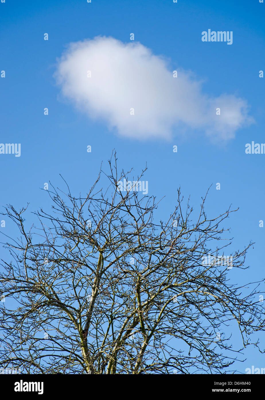 little cloud over tree Stock Photo - Alamy