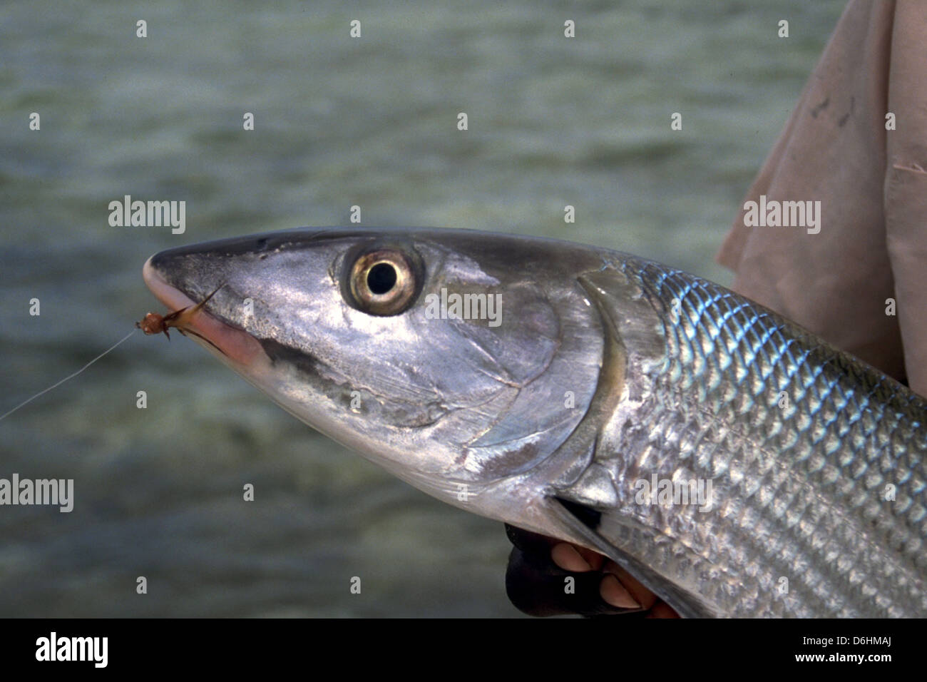 Albula vulpes hi-res stock photography and images - Alamy