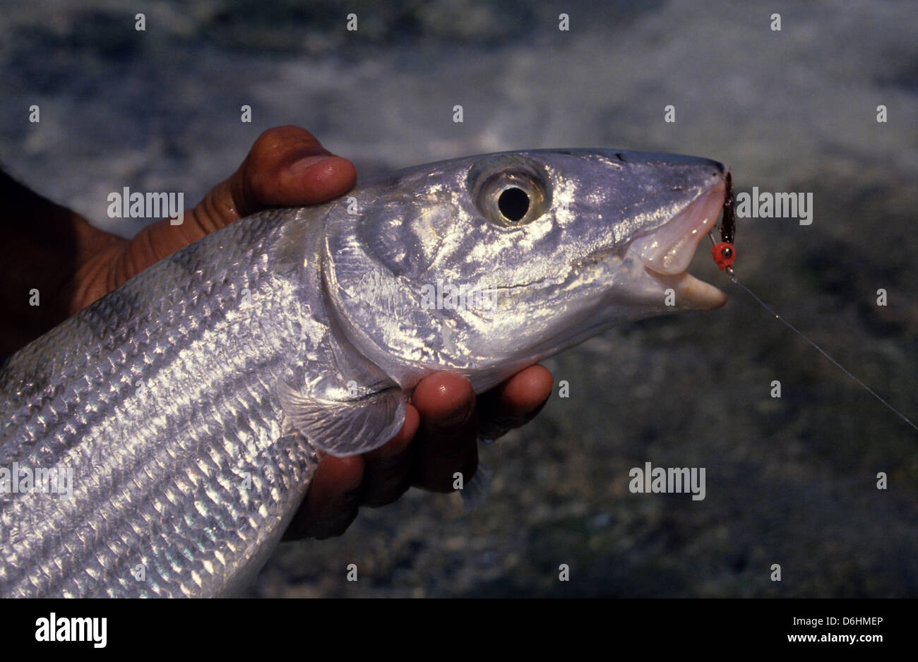 Albula vulpes hi-res stock photography and images - Alamy