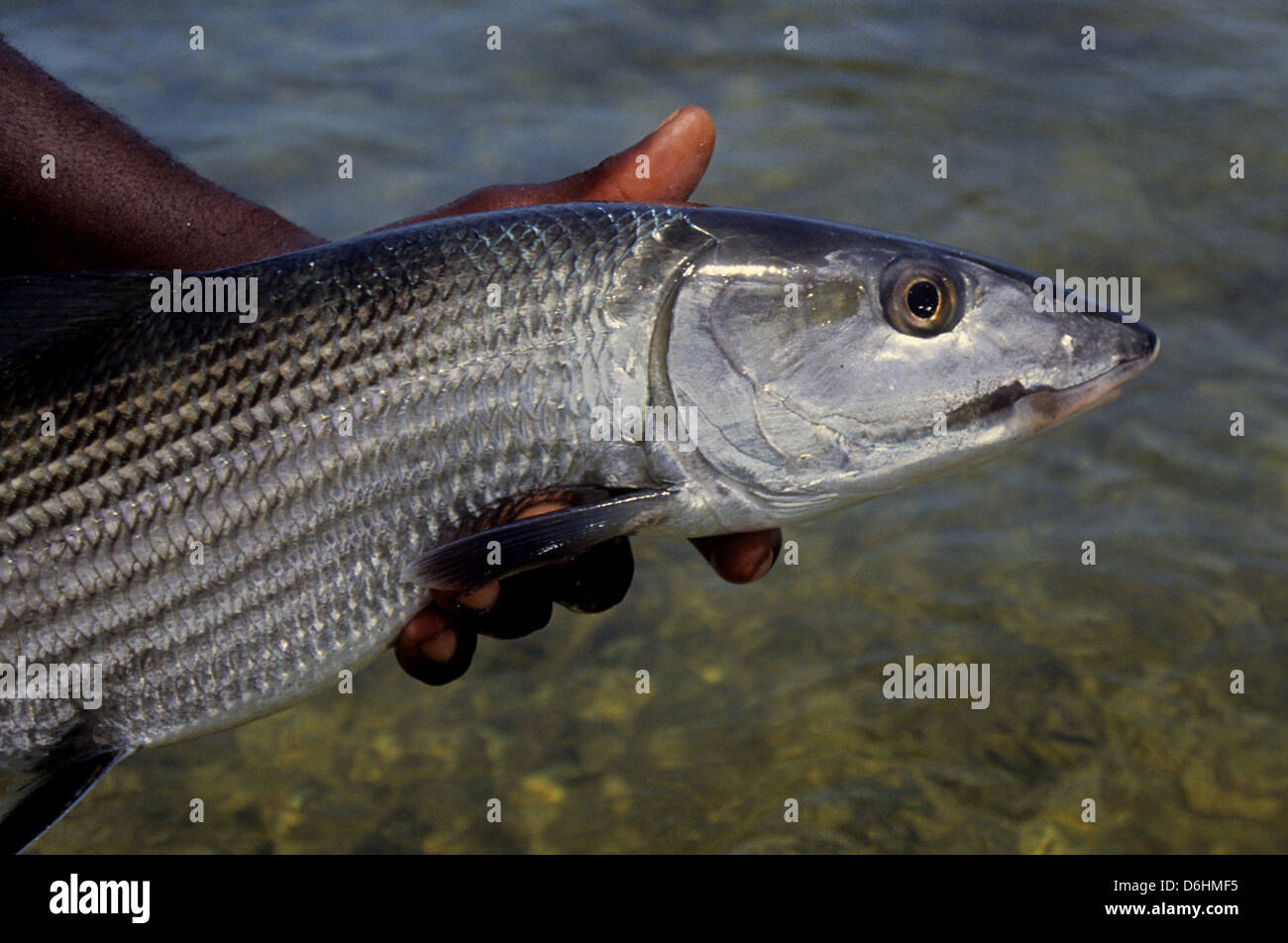 A bonefish (Albula vulpes) caught on Andros Island in The Bahamas Stock ...
